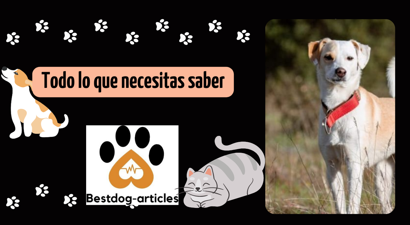 Todo lo que necesitas saber | El primer celo en las perras.